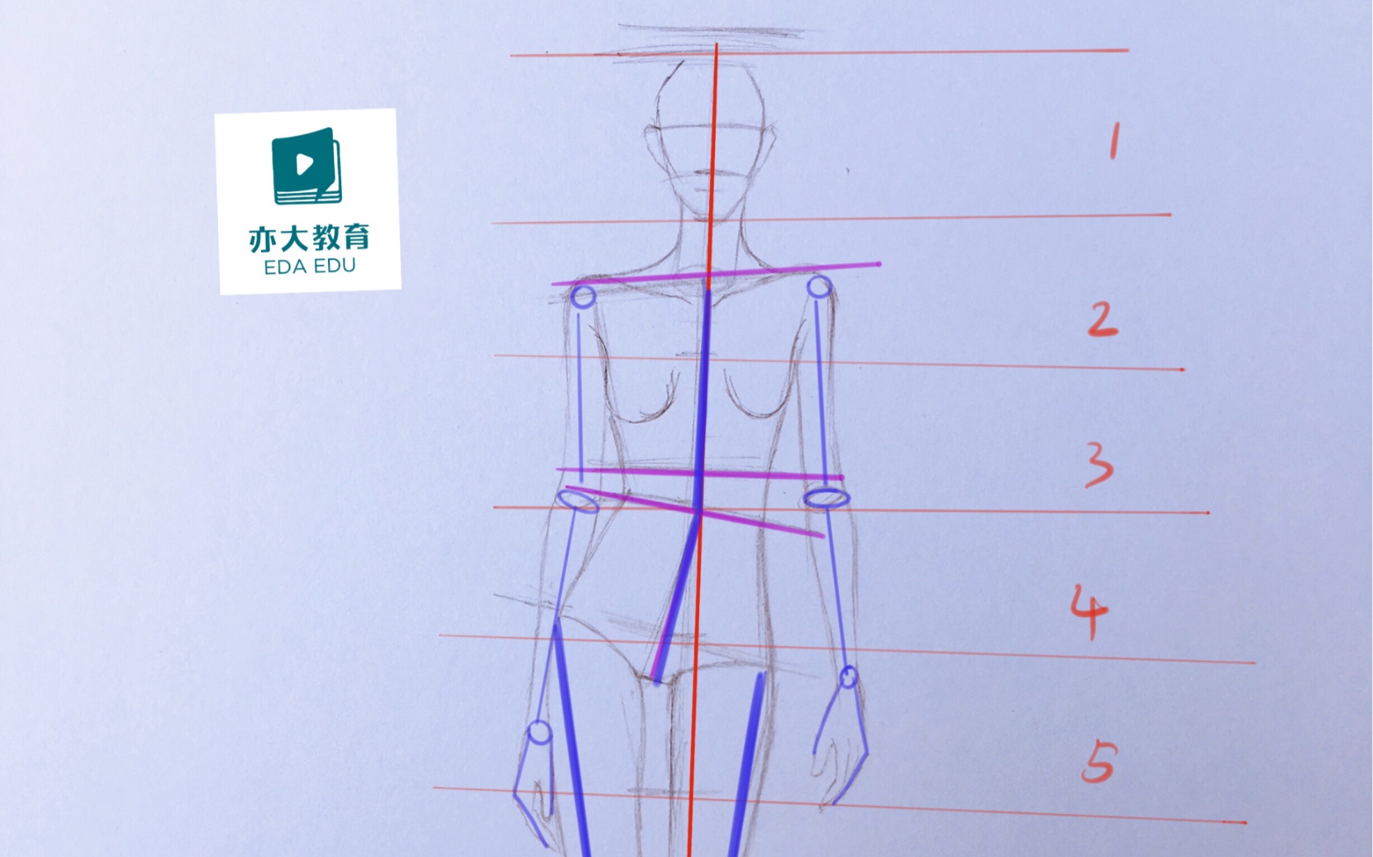 【服装设计10头身人体比例学习资料】自学手绘插画设计