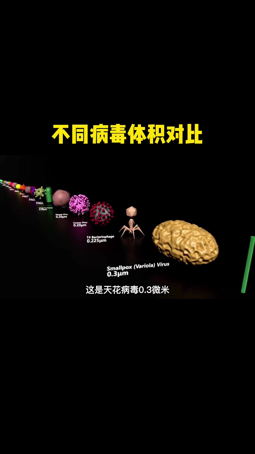 你知道不同病毒体积都有多大吗