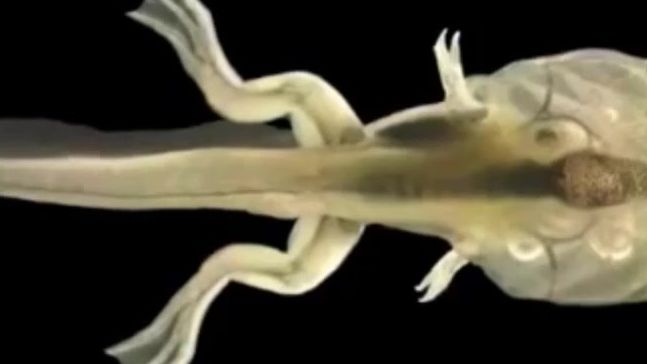 卵,蝌蚪到成蛙的发育全过程展示,微观拍摄细胞分裂也能看的清!