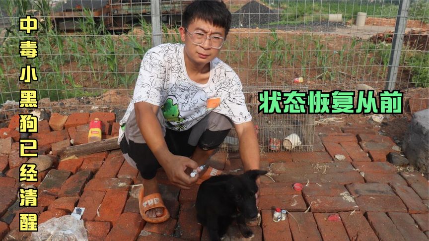中毒流浪小黑狗连续打了几天解毒针已苏醒,渐渐恢复状态,太好了