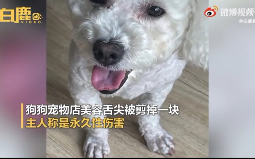 狗狗宠物店美容舌尖被剪掉一块 主人:这是永久性伤害已报警