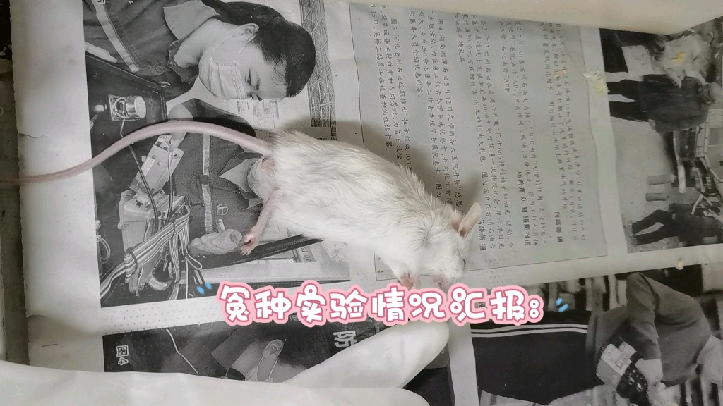 记录第三次不一样的实验失败(小鼠二型糖尿病模型)