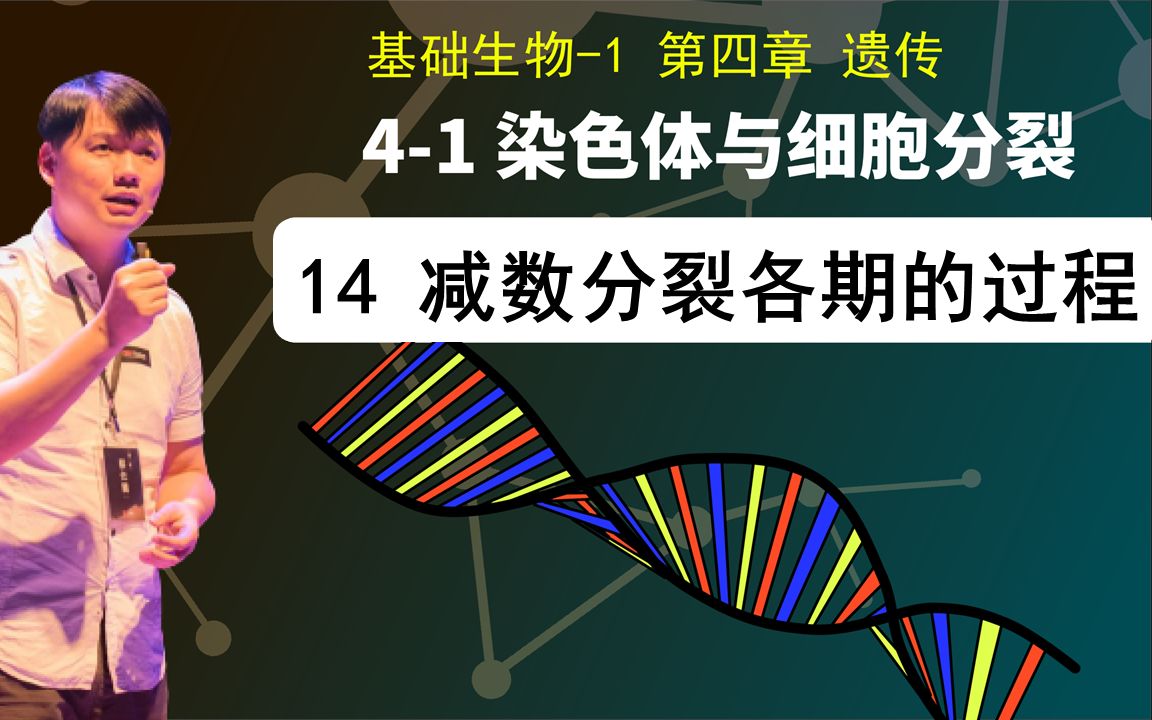 基础生物学4-1.14 减数分裂各期的过程