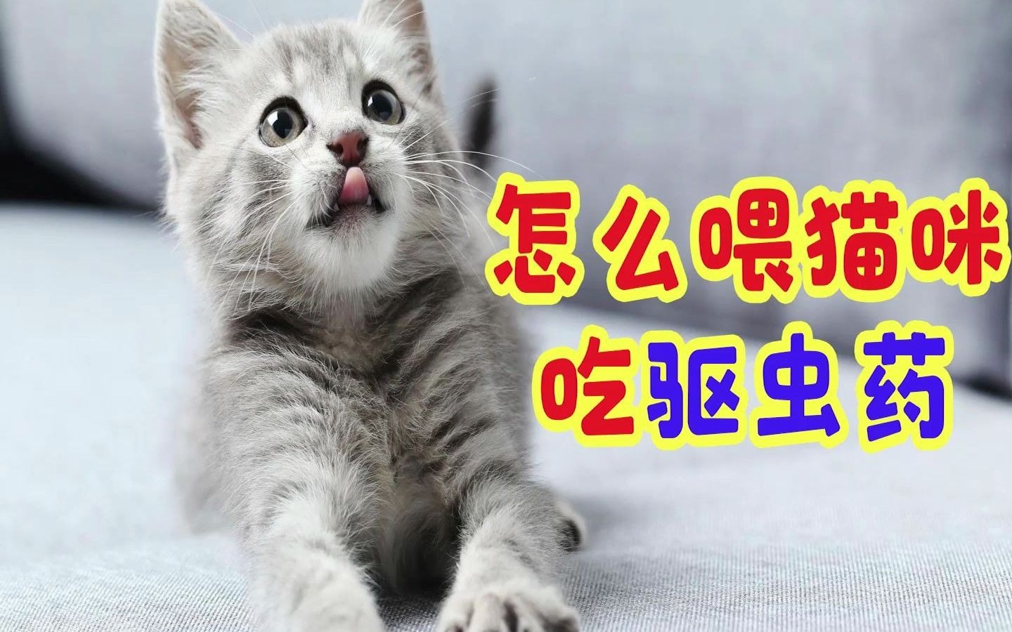 怎么喂猫咪吃驱虫药