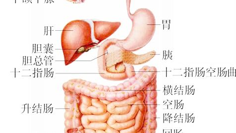 网络医疗咨询医生基础课——消化系统