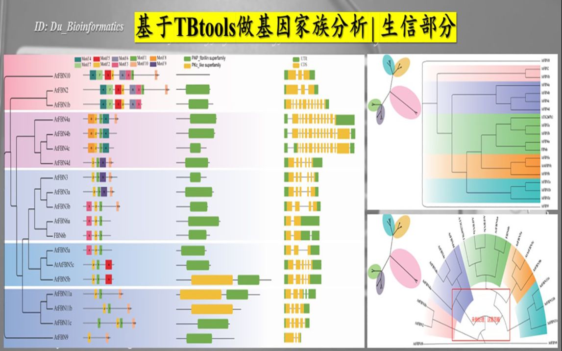 如何使用TBtools做基因家族分析 | 生信部分
