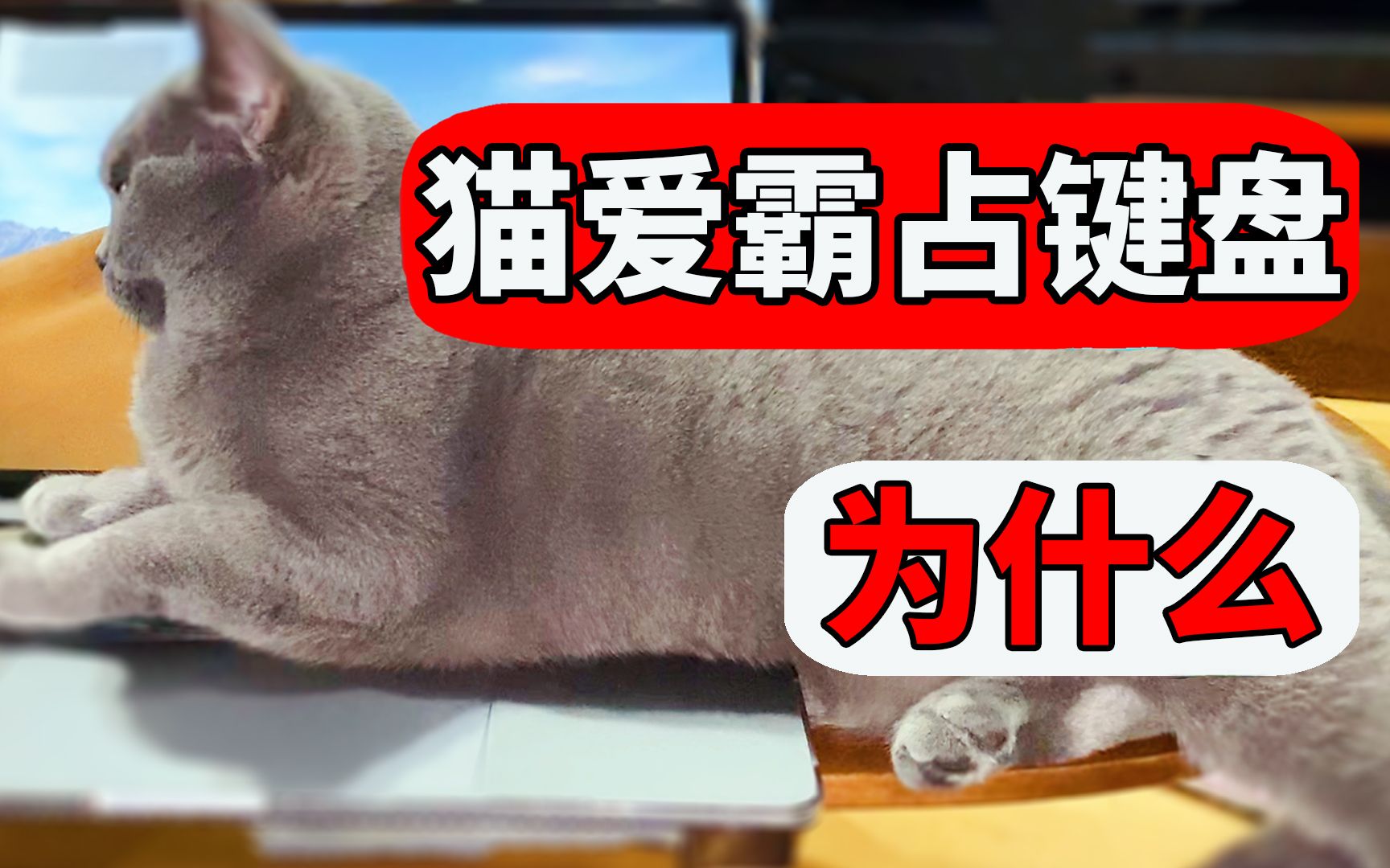 猫为什么喜欢霸占键盘?这招能让你安心用电脑! 【猫咪行为学EP11】