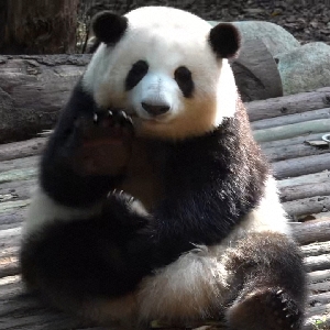 爱吃蛋挞的蛋挞耶 