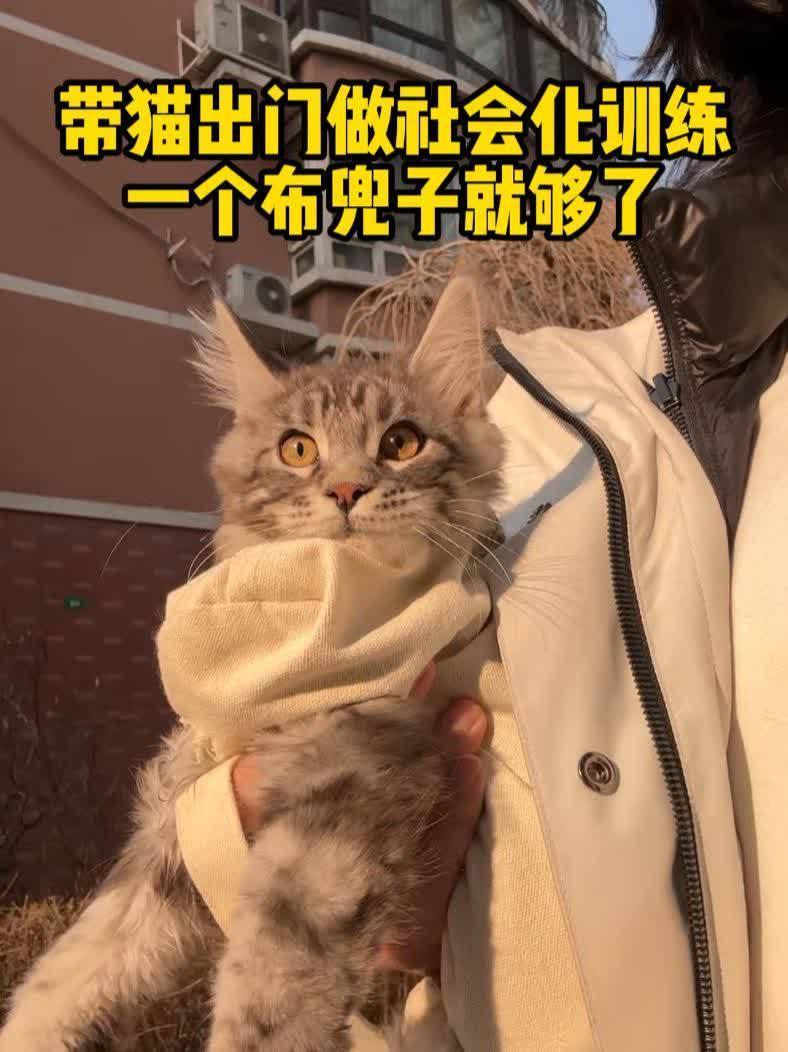 猫咪社会化训练很简单的一天~