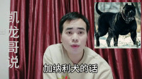 几种罕见大型犬,非常稀少昂贵,养过的人都是土豪