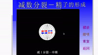 高一生物:减数分裂和受精作用