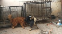 VID_20180303_13442藏獒青龙的孩子和四岁的成年红獒打架5