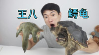 靓仔试吃世界最古老的爬行动物鳄龟,跟甲鱼有多大差别?有多凶?