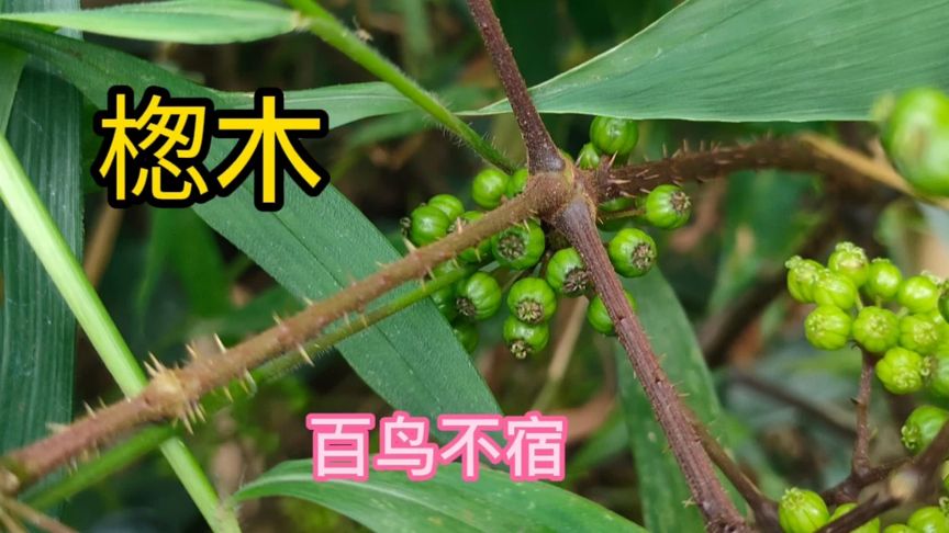 大自然馈赠之楤木,对多种病痛有很好的疗效,楤木在手病痛绕走!