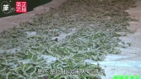 种桑养蚕的过程 自定义转码_1280x720