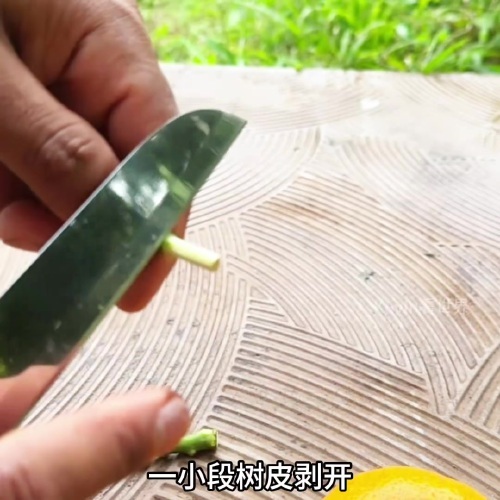 真神奇!竟然这样种植芒果树