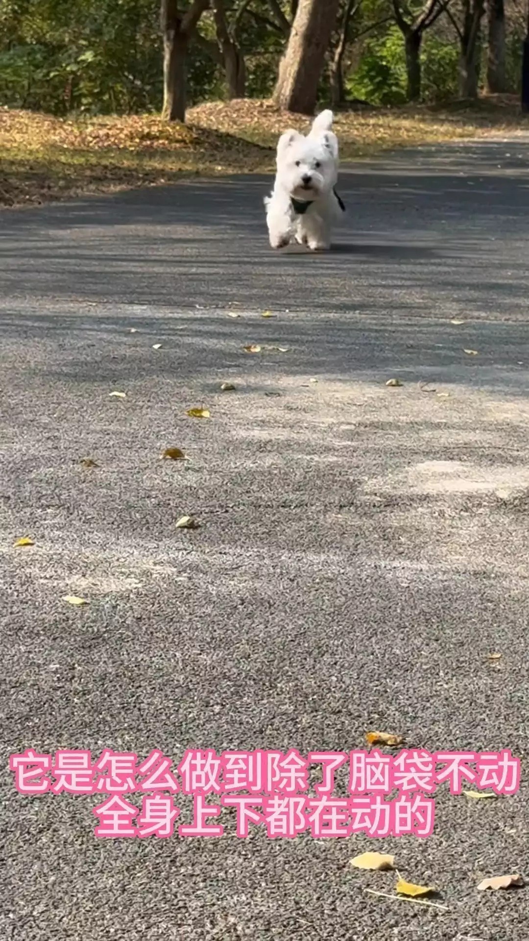 小狗散步,它是怎么做到除了脑袋不动,全身上下都在动的