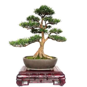 沂蒙小哥晨星 