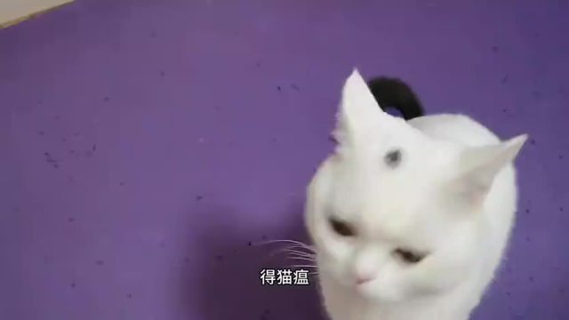 公猫便血的第二天:用注射器强行喂药,委屈的样子让人心疼