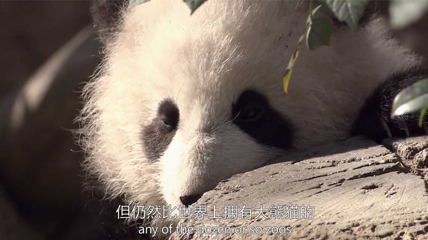 熊猫总动员:在美国出生的第二个熊猫,深受世人喜爱,可爱极了