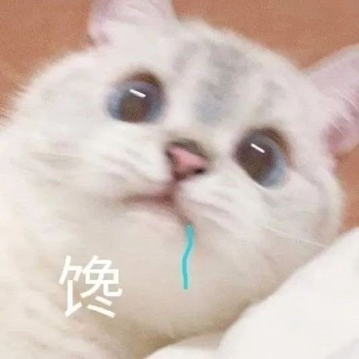 东来哥的粉丝们 
