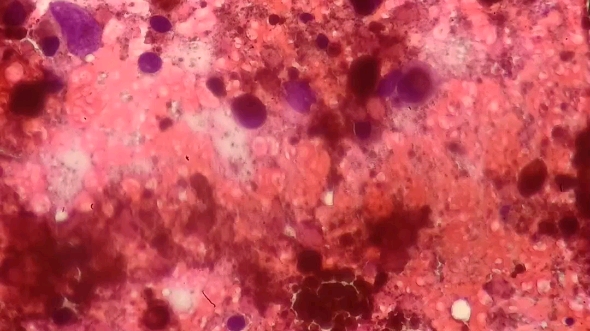 显微镜下的细胞