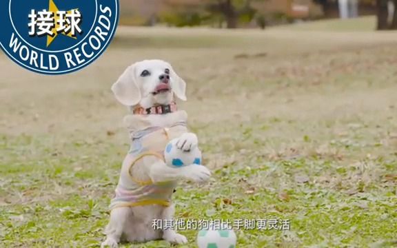 超级比格犬布丁介绍片