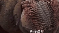 当把微小的东西放大几万倍之后! 你见过蜗牛的舌头吗?