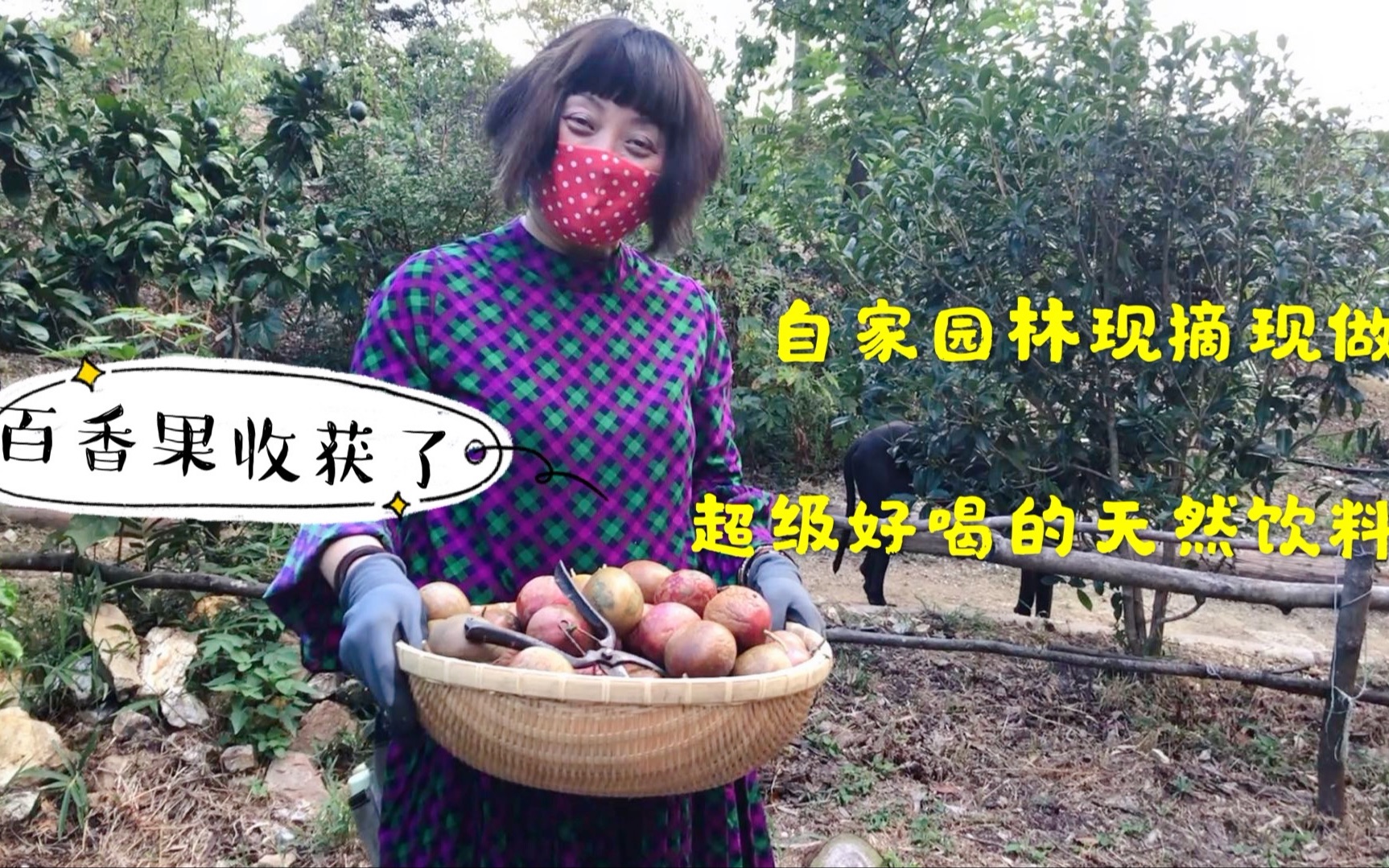 ...园林现摘现做的全天然百香果饮料超级好喝,秘诀是什么呢?再来一杯。