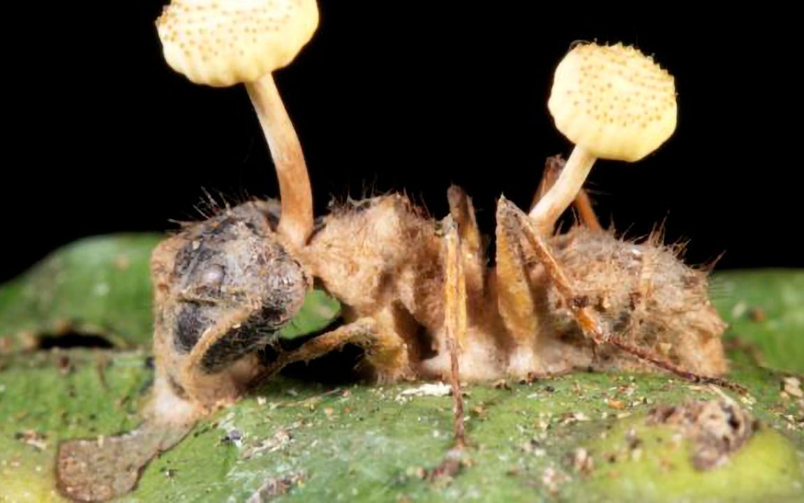 重口预警:5种喜欢寄生的自然生物