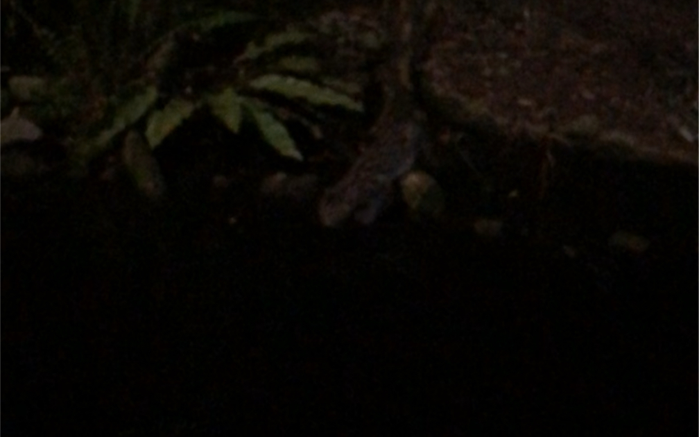 新加坡夜间动物园的渔猫