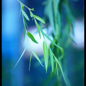 月下杨柳青 