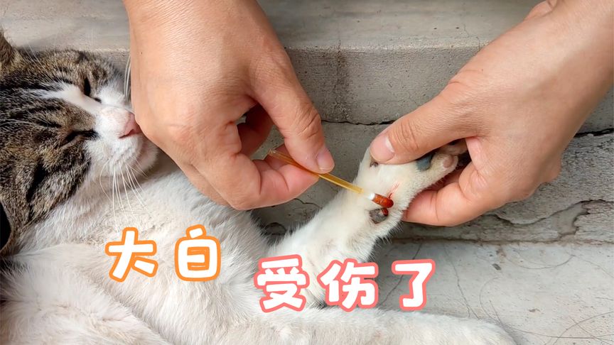 收养流浪猫的第380天,大白受伤了,赶紧用碘酒消消毒