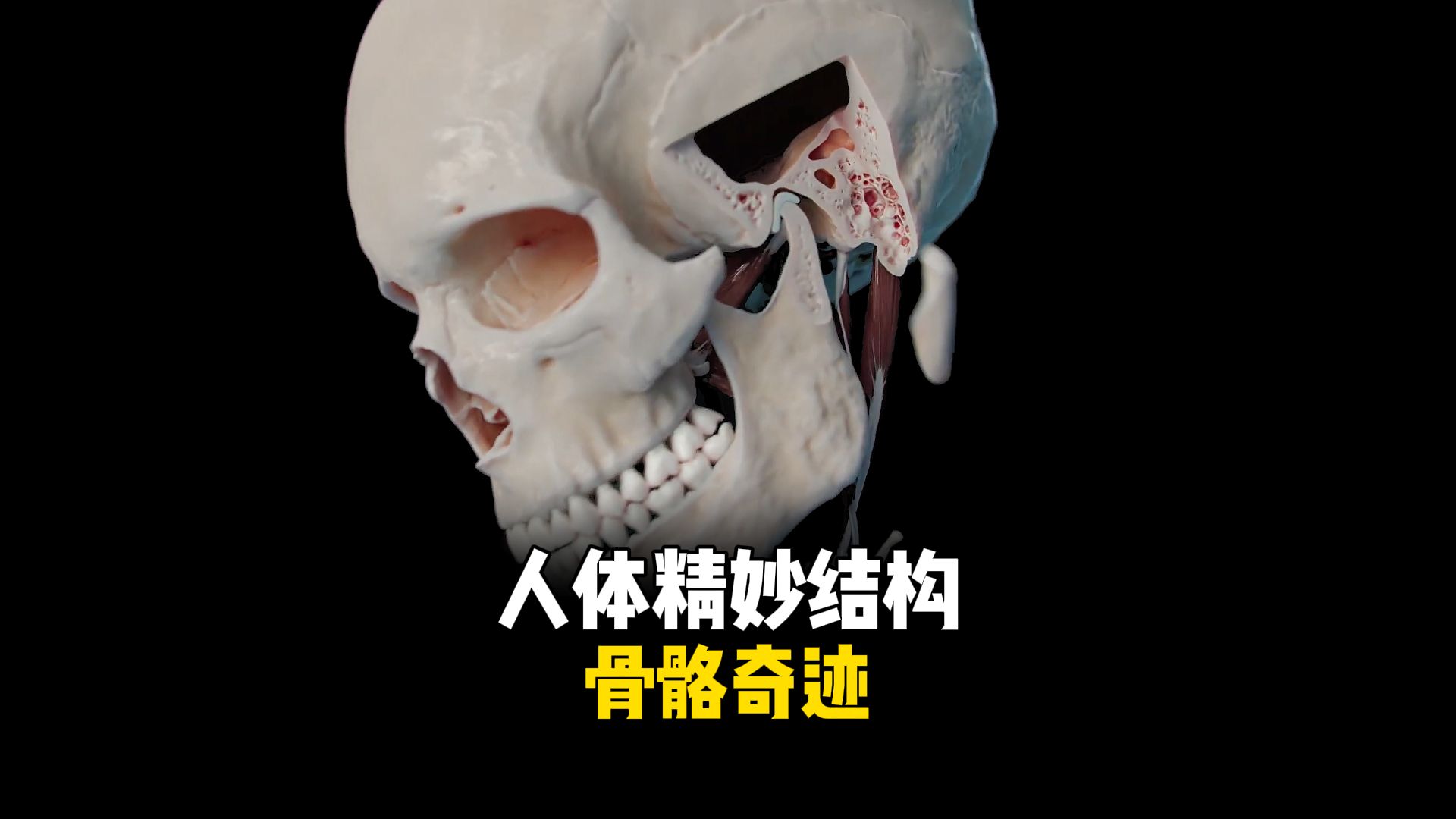 人体精妙结构:骨骼奇迹