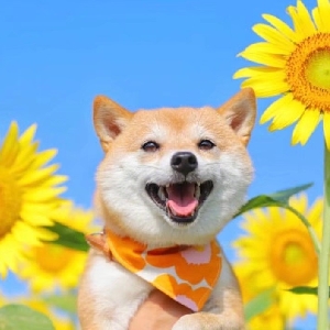 一杯冰冰的冰阔落 