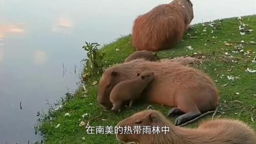 水豚:世界上最大的啮齿类动物