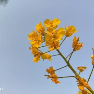 马马胡胡喝一碗胡辣汤 