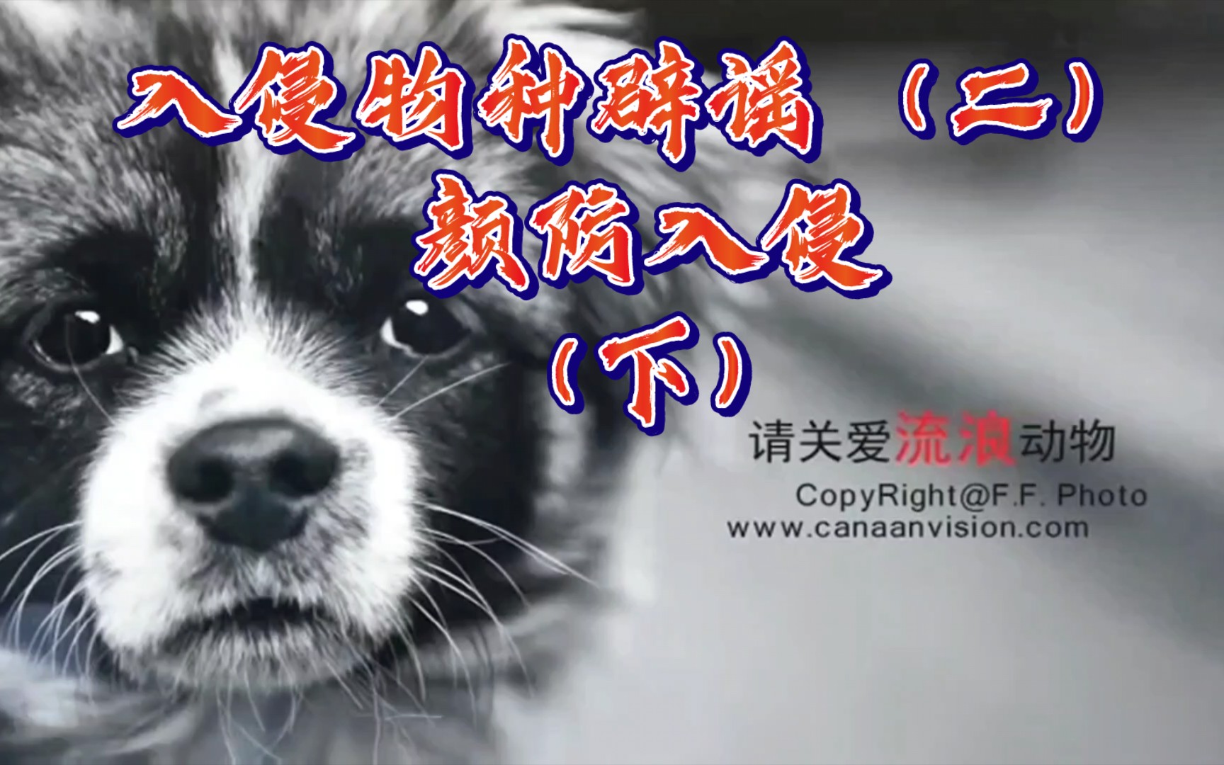 入侵物种辟谣系列—流浪动物(下)