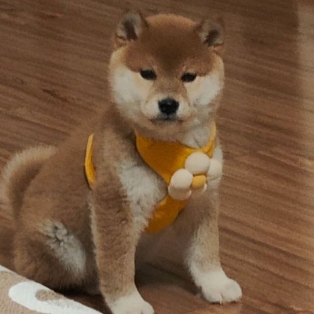 名叫八萬的小八嘎 