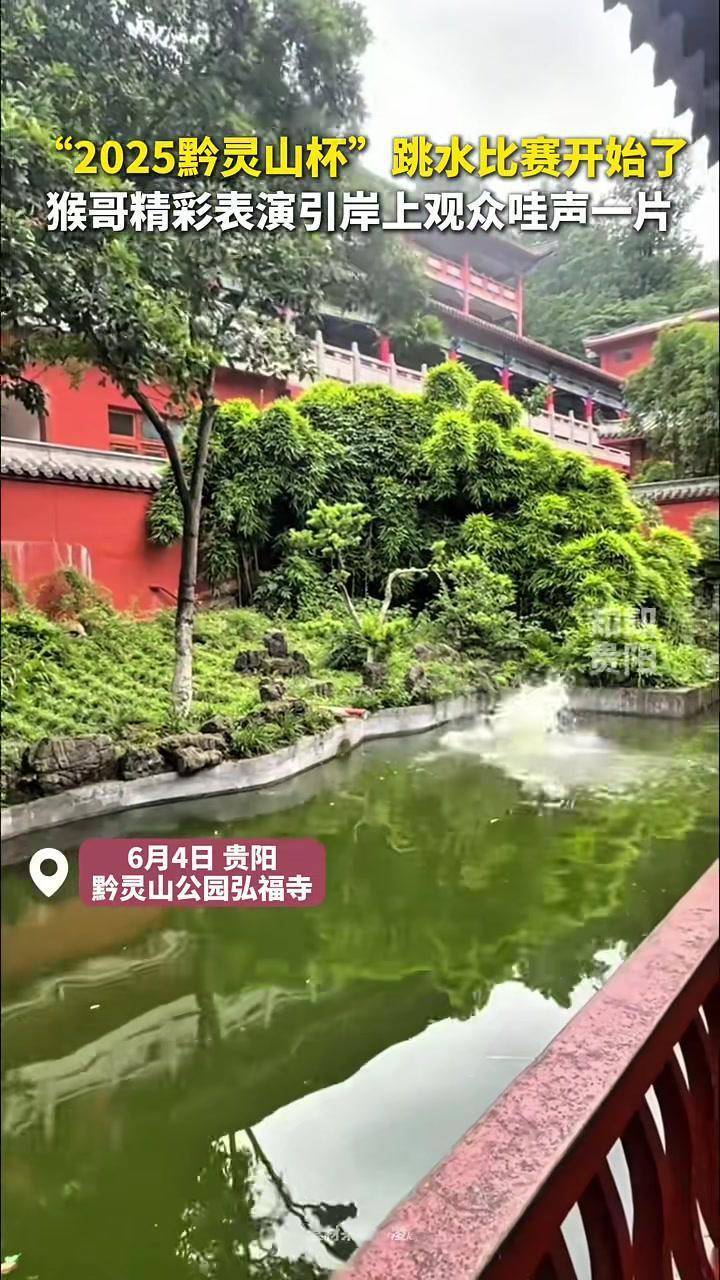 "2025黔灵山杯"跳水比赛开始了,猴哥精彩表演引岸上观众哇声一片!#...