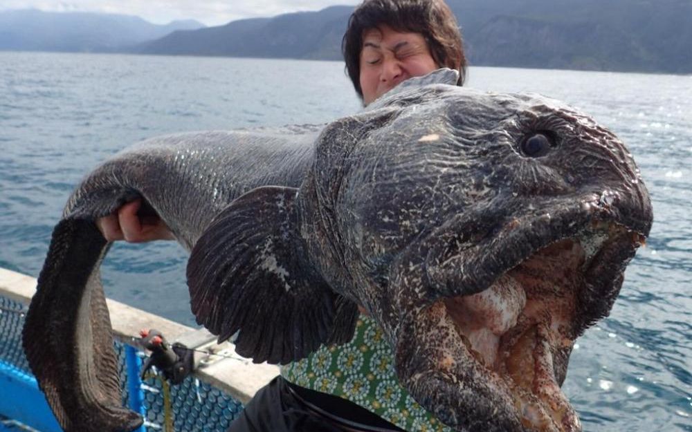 日本东电称排污入海最经济实惠,福岛核水排海后海鲜还能吃吗?福岛...
