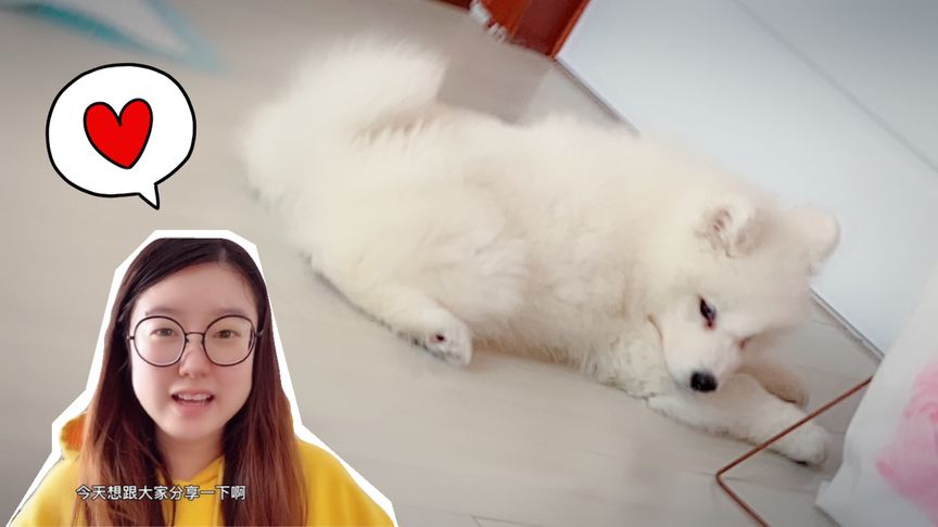 幼犬细小真的那么可怕?我家两个月萨摩细小加犬冠状已经康复啦!