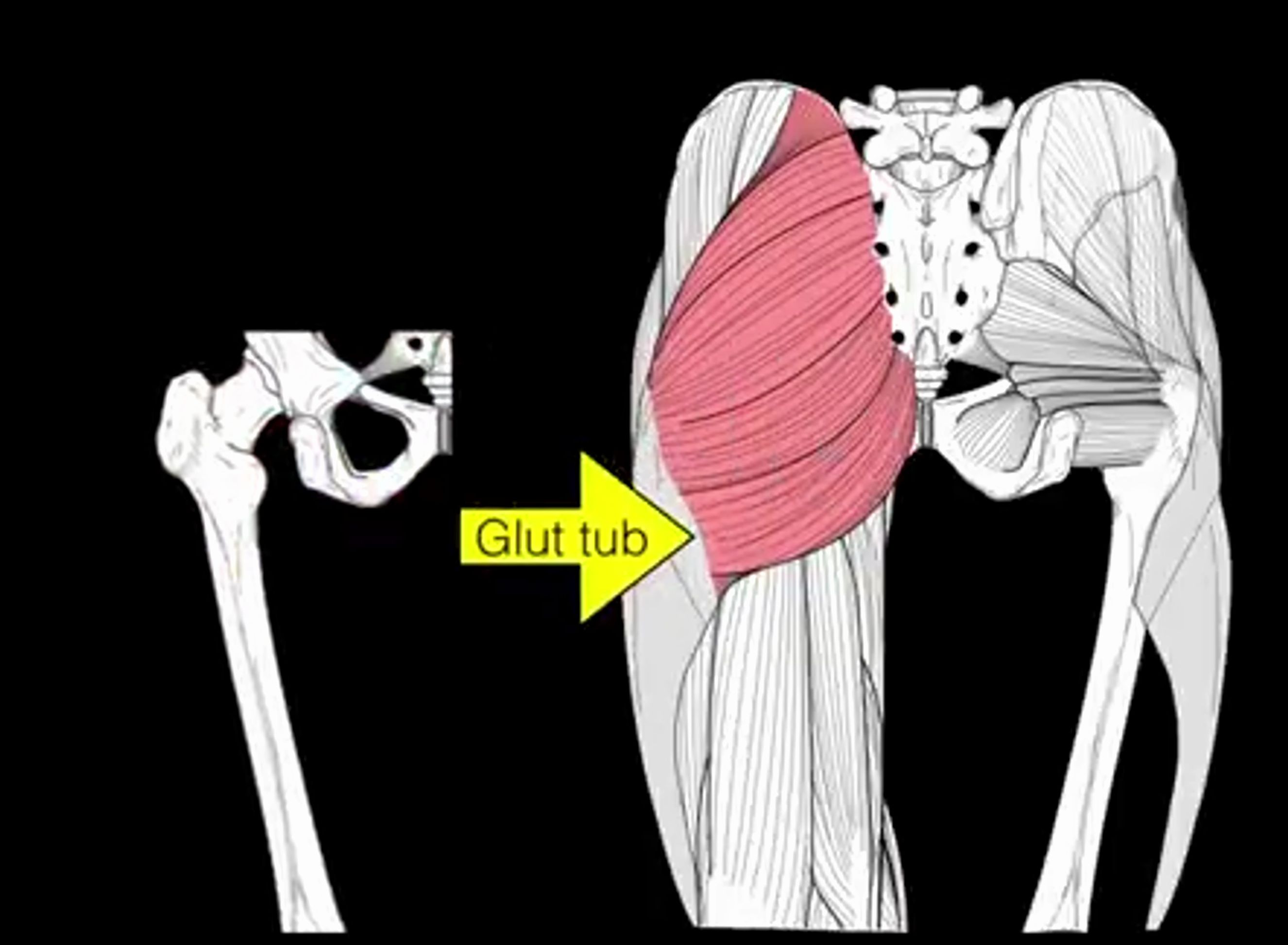 【肌学解剖学】臀肌 | 臀大肌 臀中肌 臀小肌 | 血管与神经支配