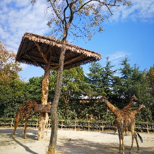 最后走的关月亮 