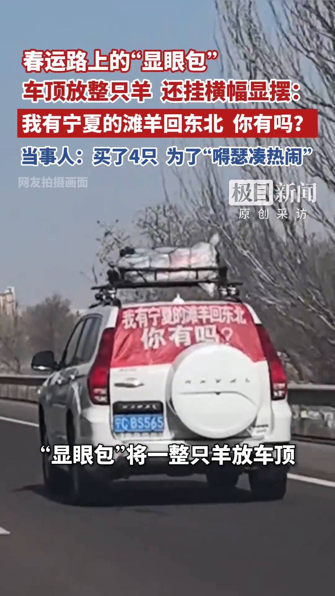 ...路上的"显眼包"!车顶放整只羊,还挂横幅显摆:我有宁夏的滩羊回东北,...