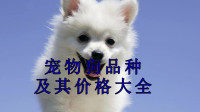 常见的宠物狗的品种及其价格大全!