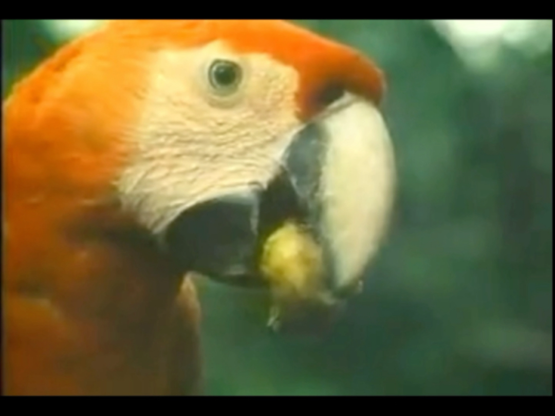 《世界动物大百科》中介绍到的雀形目的“亲朋好友”们