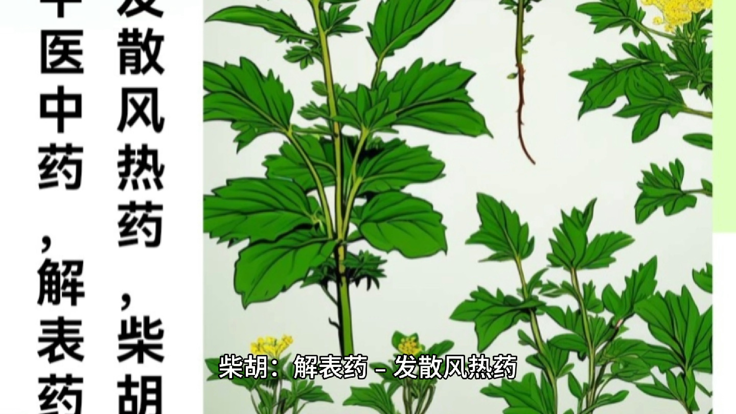 每天认识一味中草药-柴胡解表药-发散风热药-柴胡