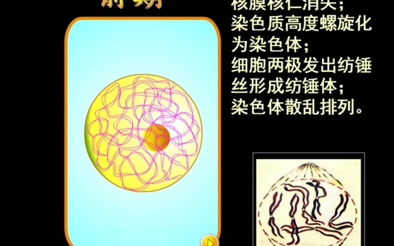 高中生物-有丝分裂过程---人教版--高一上学期--必修1第6章第1节 有丝...