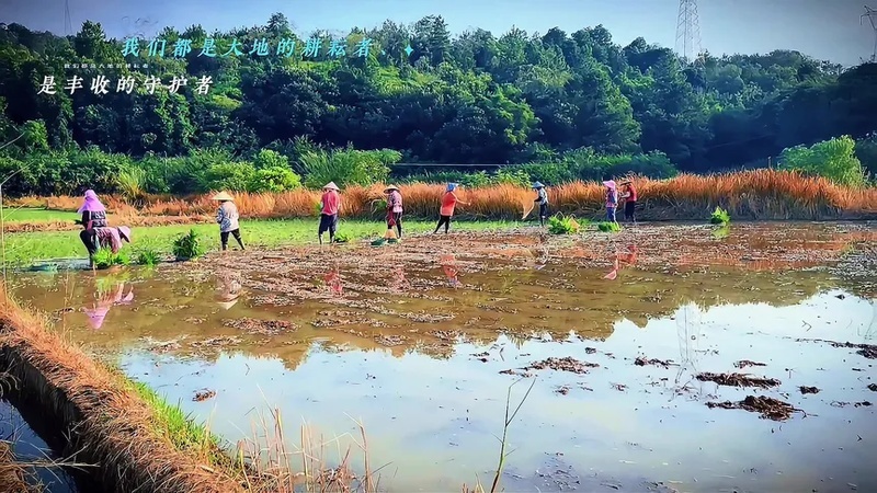 又开始插秧水稻啦,农民们在田地里忙碌穿梭